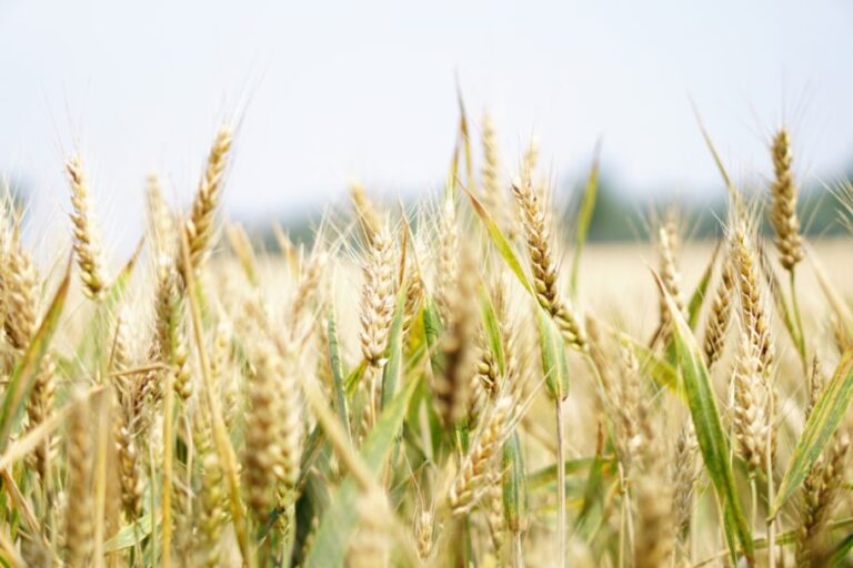 Todo lo que debes saber sobre el almidón resistente